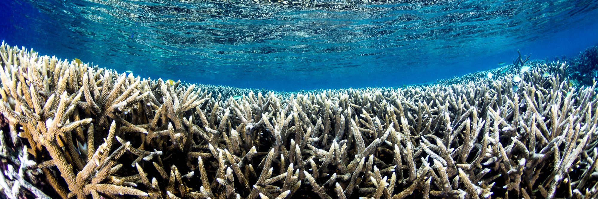 Where We Work - Coral Triangle Conservation Fund